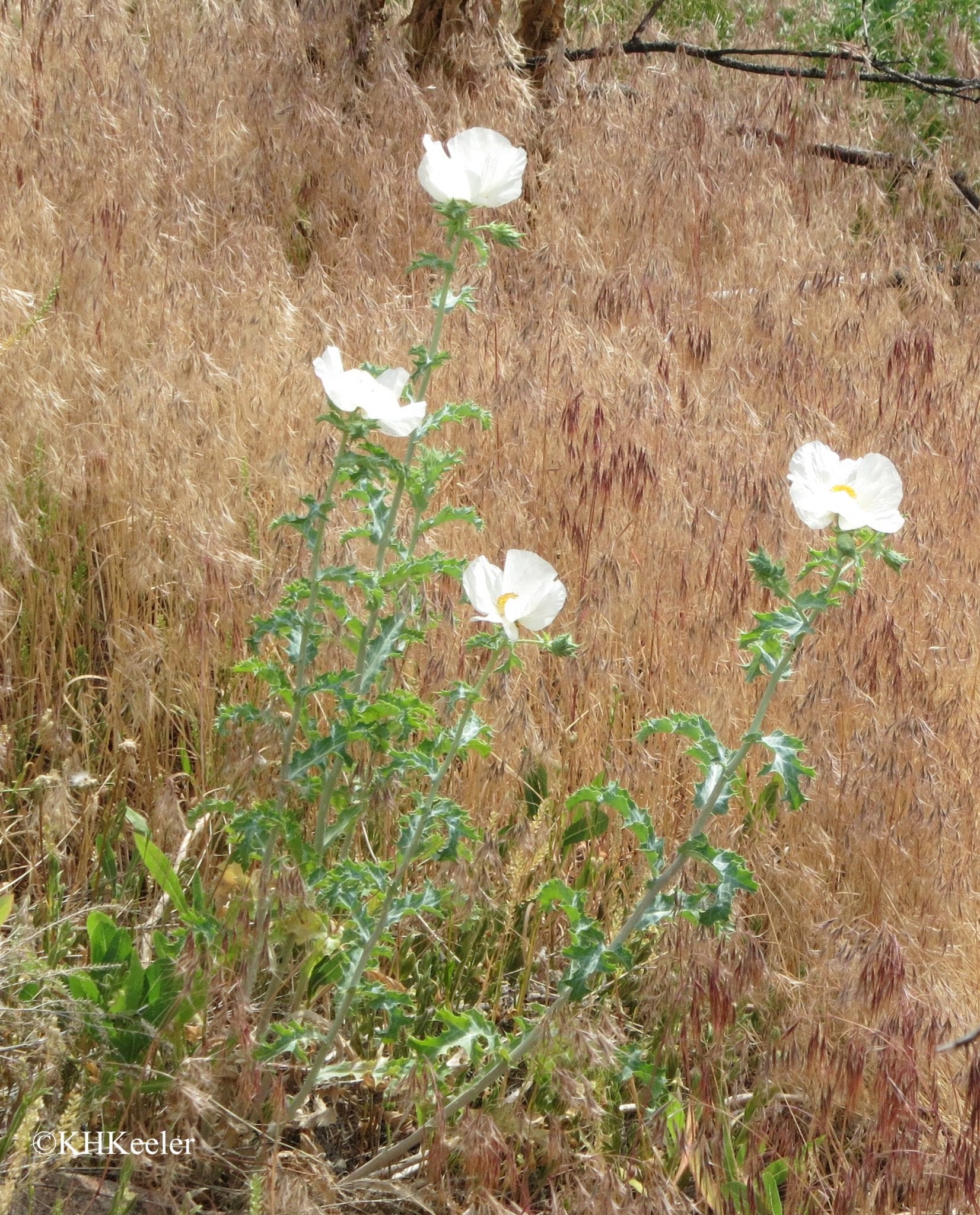 Prickly poppy - A Wandering Botanist